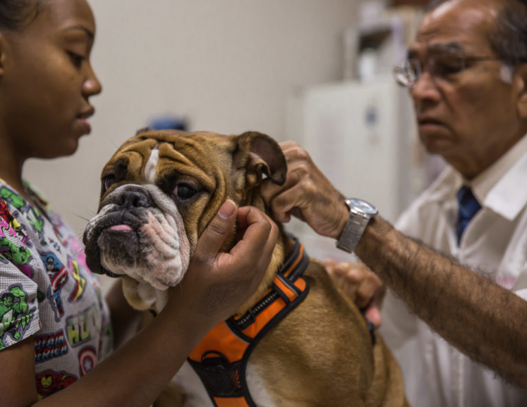 How To Check Your Pet's Vitals - Caudle Vet Clinic
