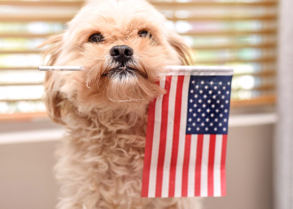 How To Keep Your Pet Safe This 4th Of July - Caudle Vet Clinic